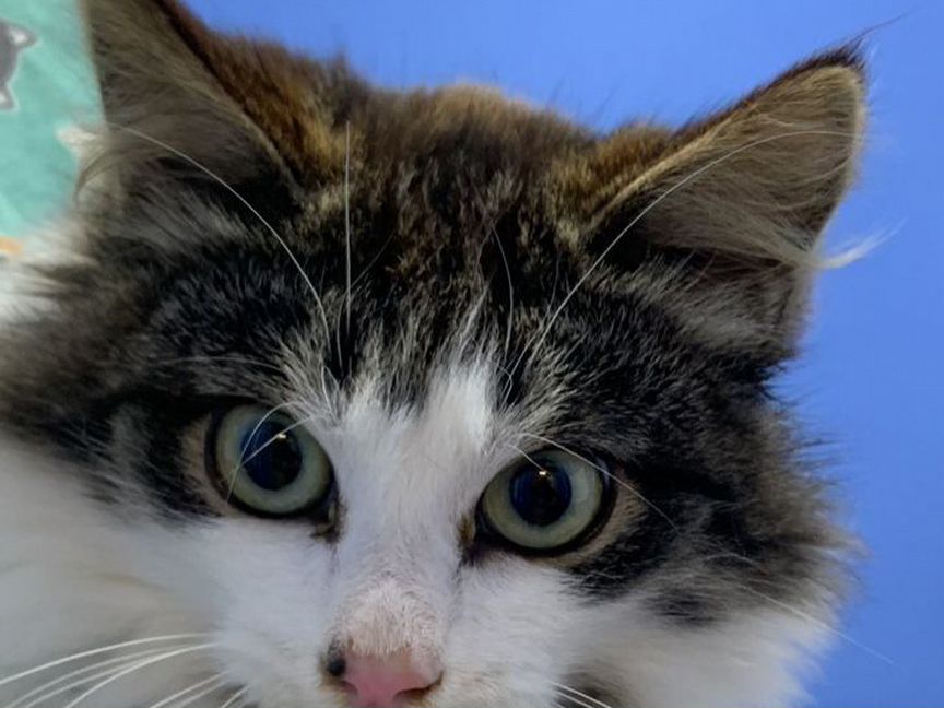 Котенок ласковый мальчишка 3 мес