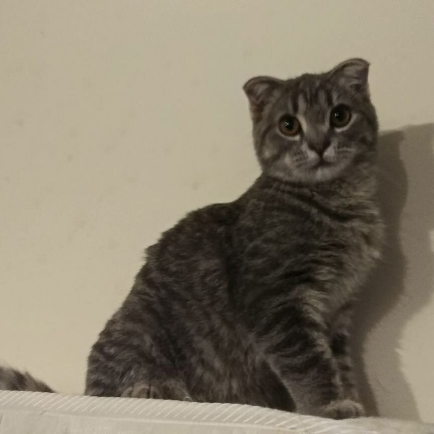 Шотландская вислоухая тигровая