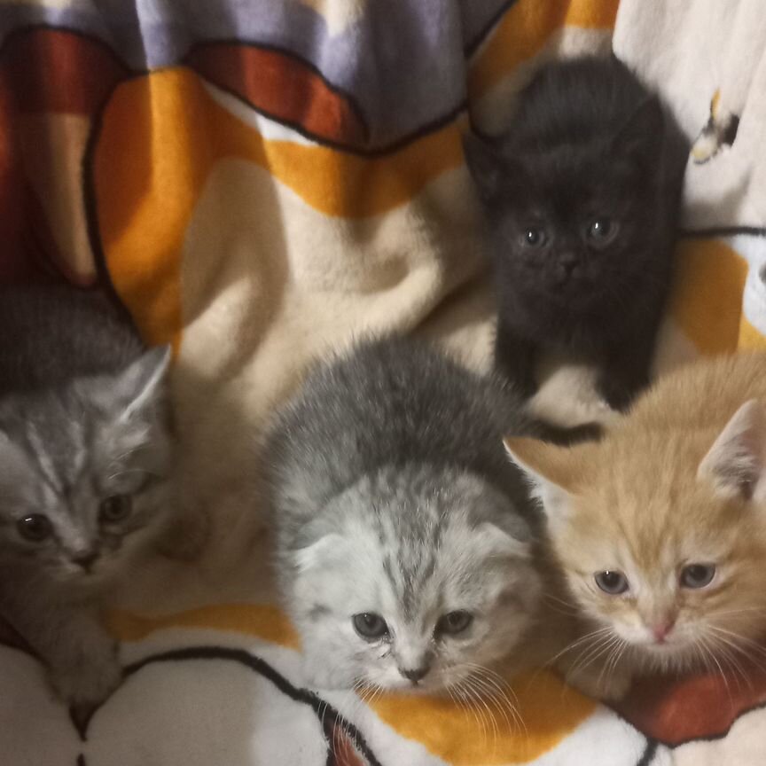 Котята в добрые руки