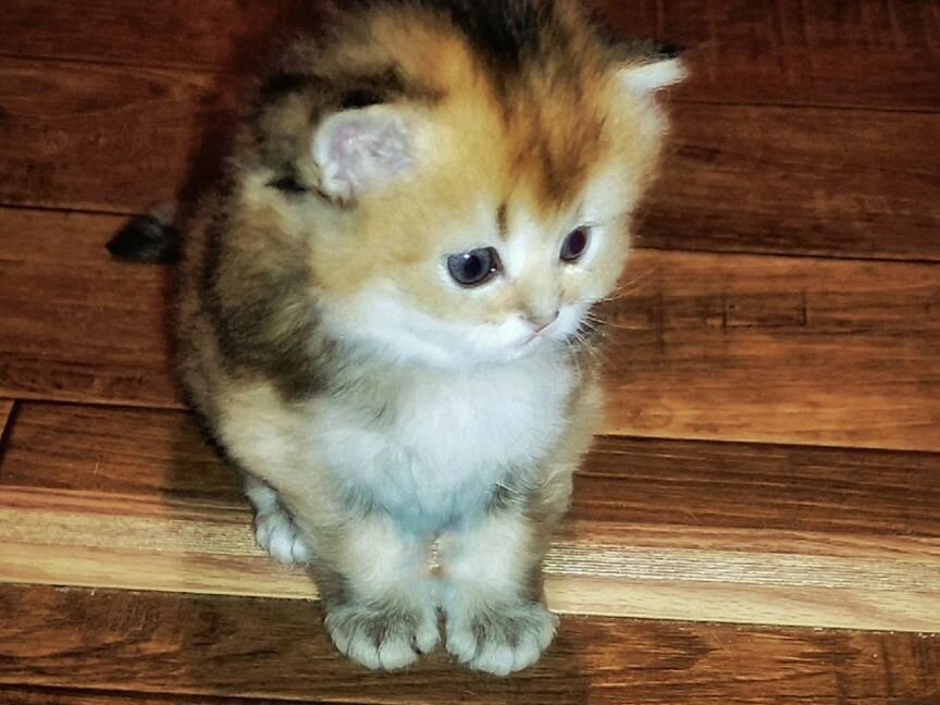 Котенок золотая шиншилла BRI ny 25