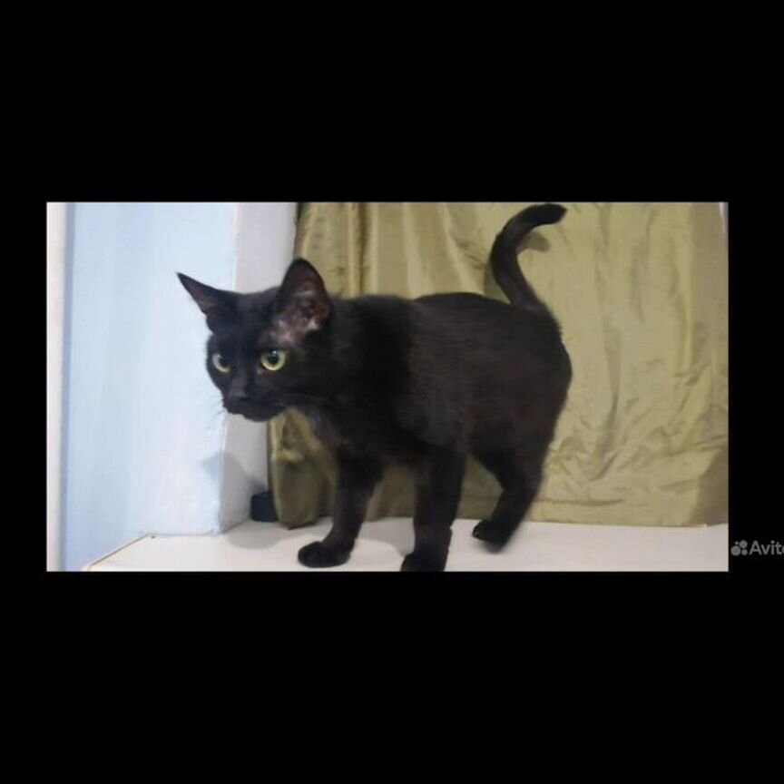 Ласковая кошка в добрые руки