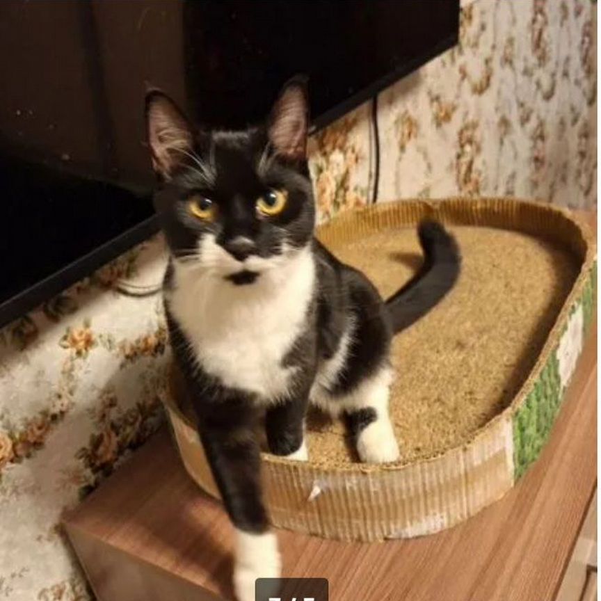 Котик и кошечка ищут дом