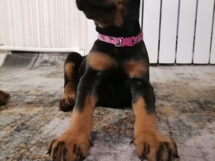 Доберман с документами