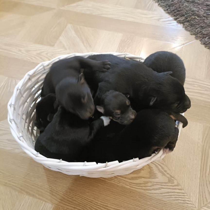 Щенки