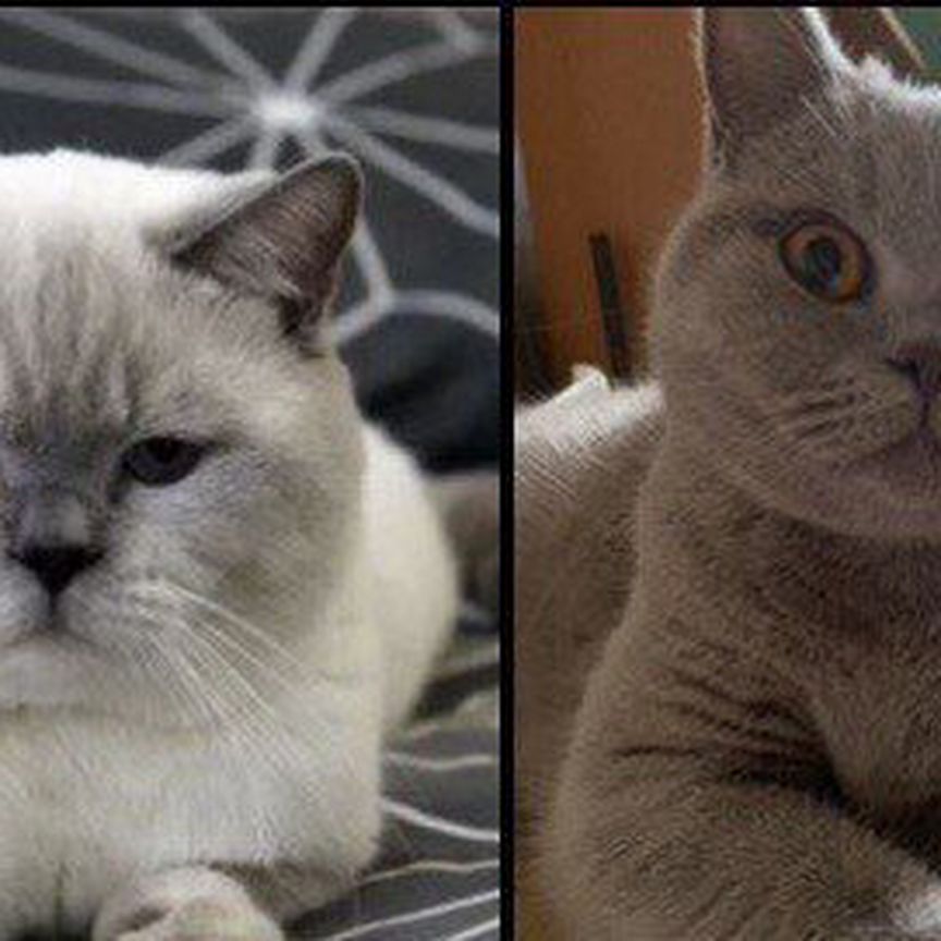 Британские котята