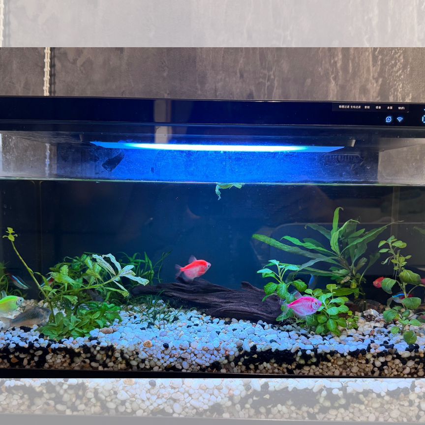 Аквариумные рыбки