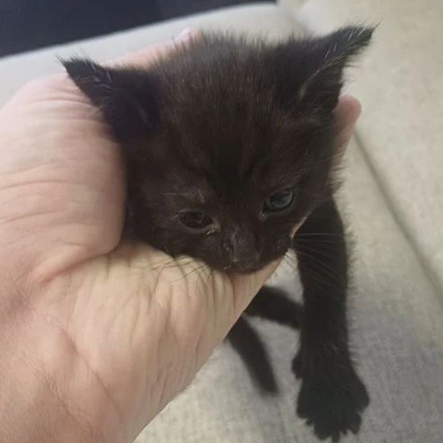 Котёнок в добрые руки