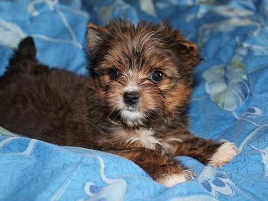 Щеночки цветного йорка