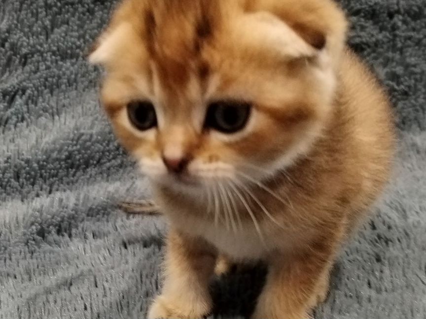 Шотландская вислоухая золотая шиншилла