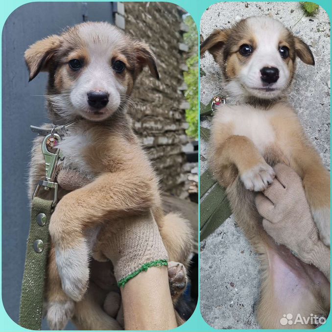 Щенки мальчики,будут небольшие