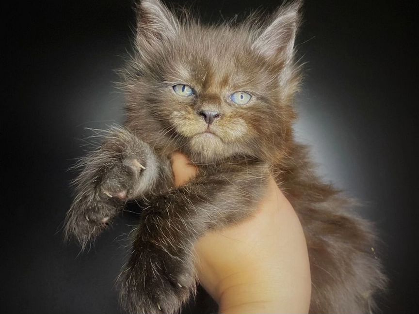 Роскошные котята Мейн-Куна