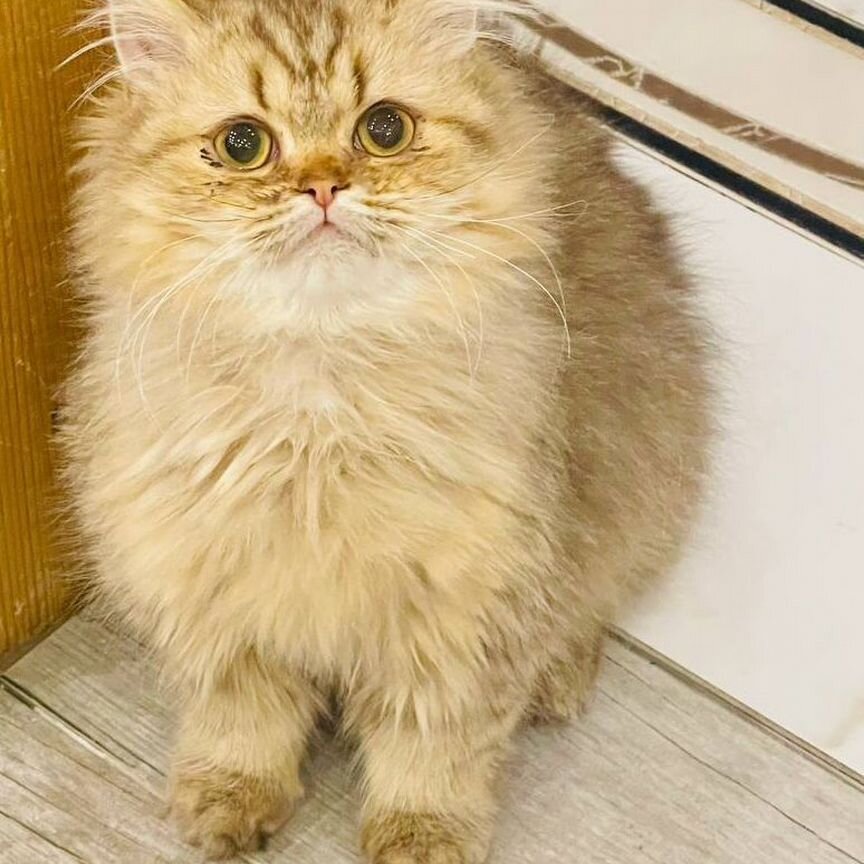 Британский котик