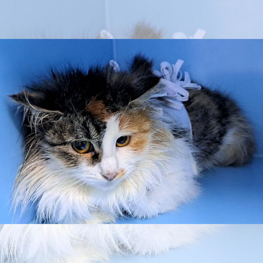 Котенок трехцветка Карамбола грозит улица