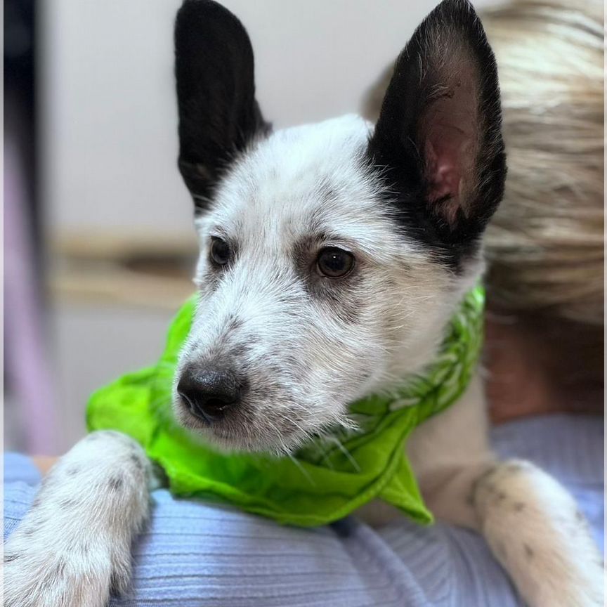 Щенок Полька,не дайте провести детство в приюте