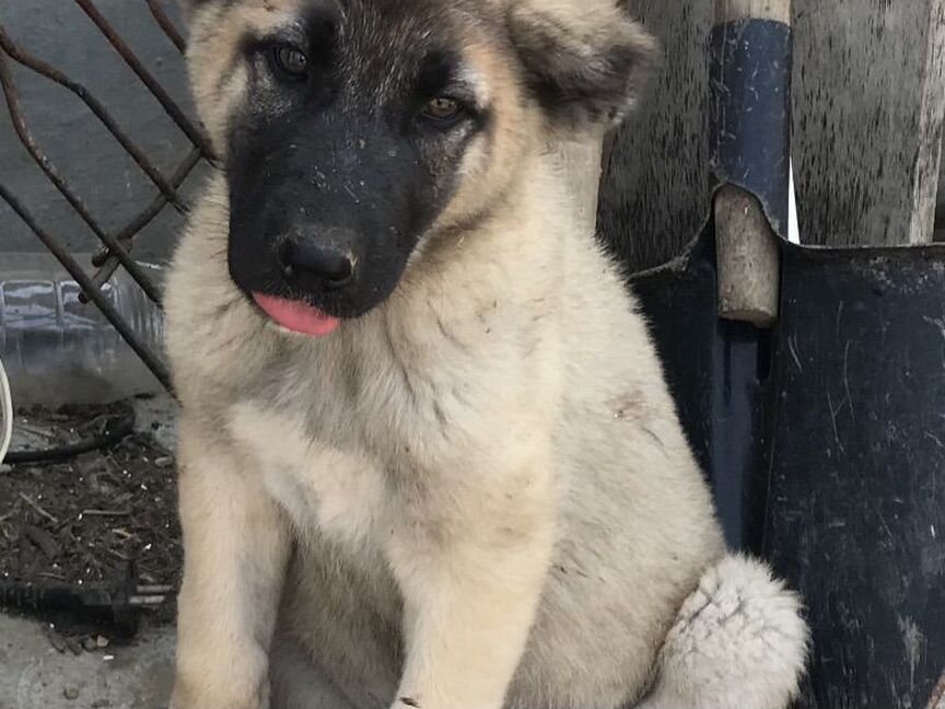 Турецкий Кангал