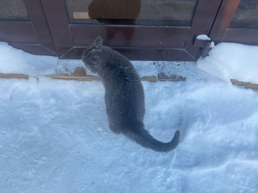 Котик замёрзнет, нужен дом