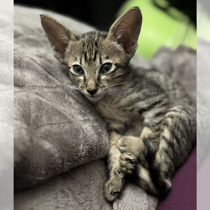 Ориентальный котёнок