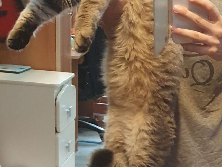 Шотландский золотой котик