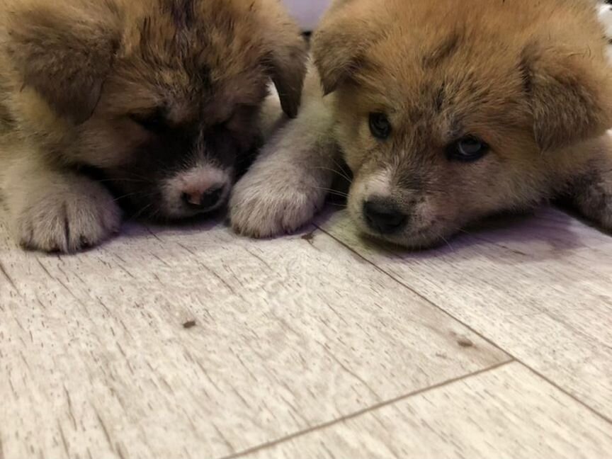 Акита ину японская