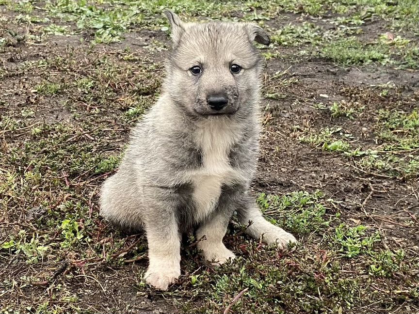 Западно сибирская лайка