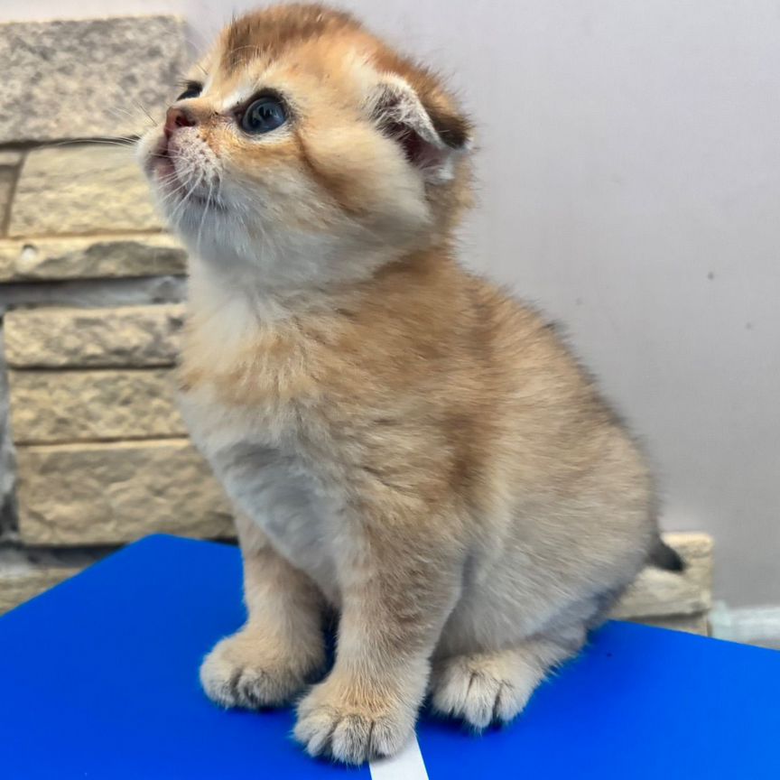 Шотландский вислоухий короткошёрстный котёнок