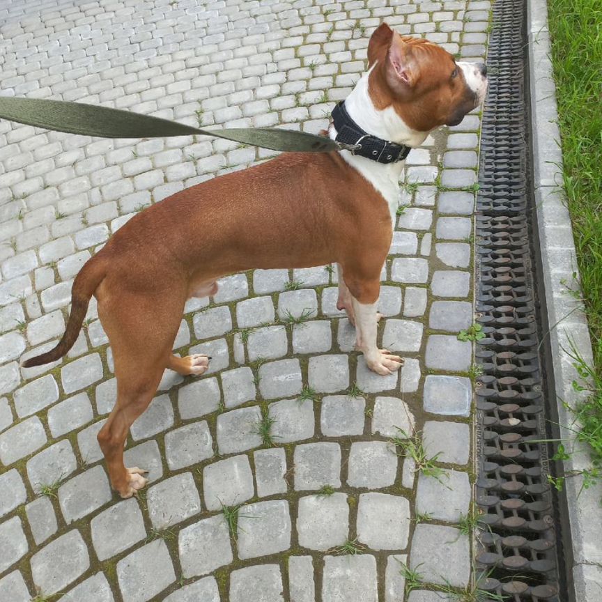 Американский стаффордширский терьер. 3 года