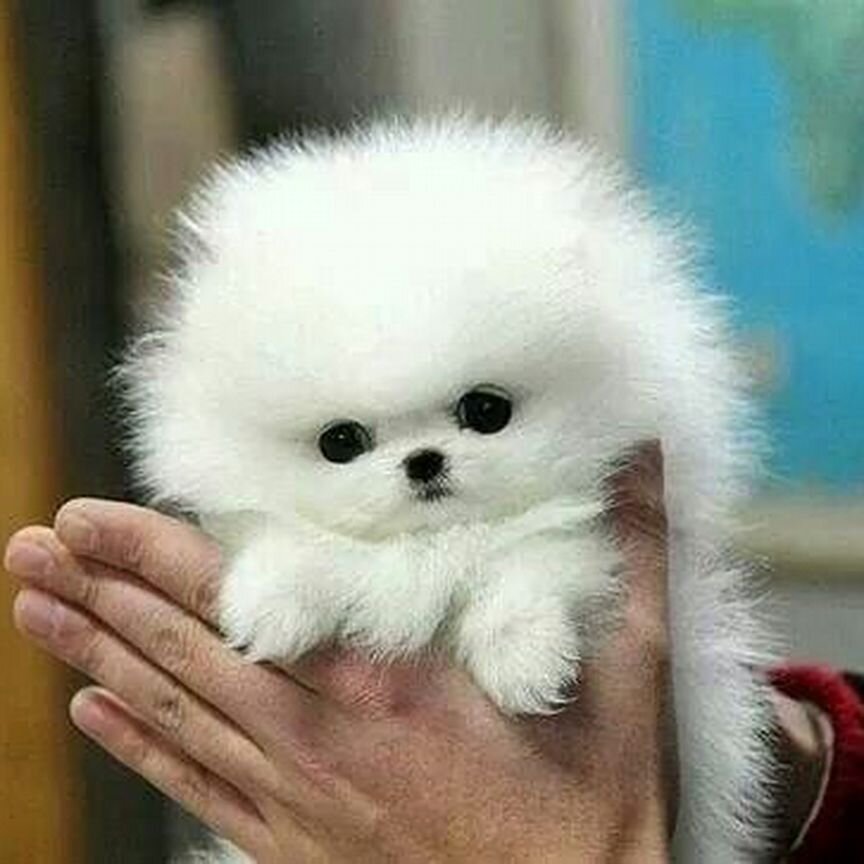 Микро гпиц белый