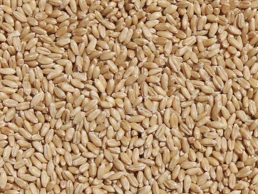 Зерно пшеница ячмень