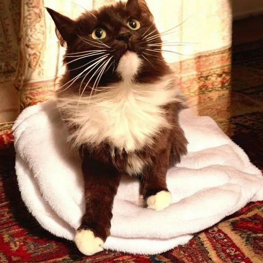 Взрослая, кошка в добрые руки