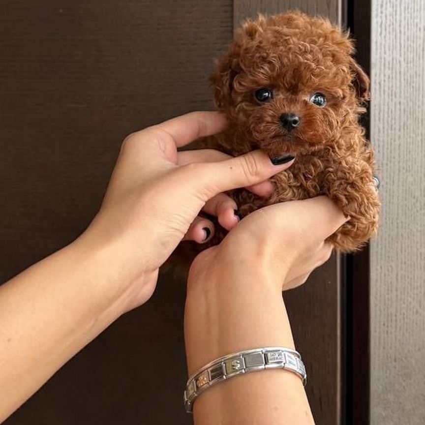 Той-пудель, щенок