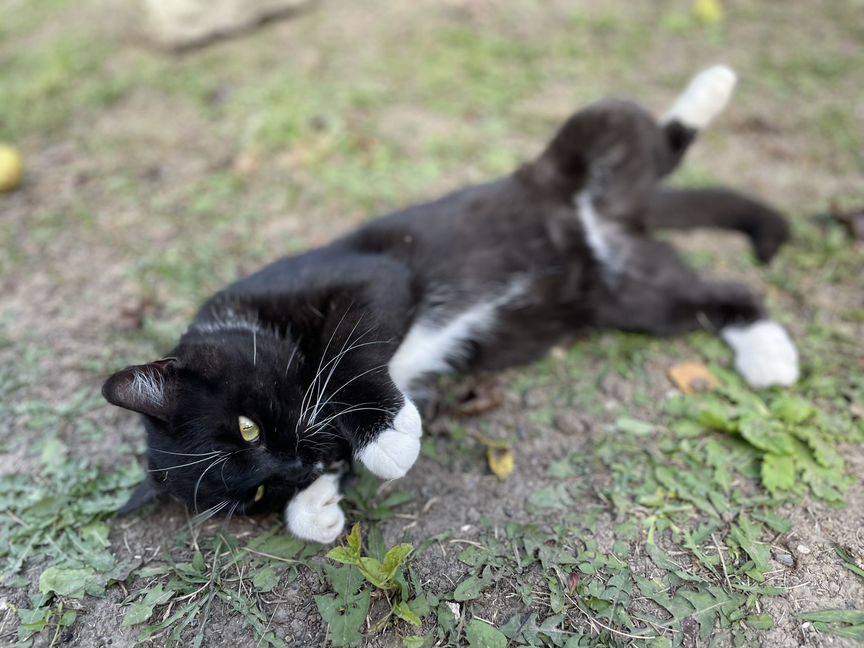 Котик в дар