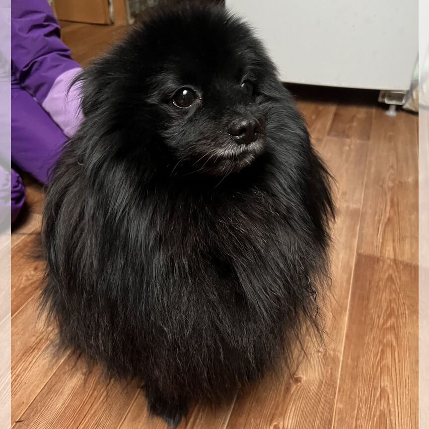 Померанский шпиц, взрослый пёс