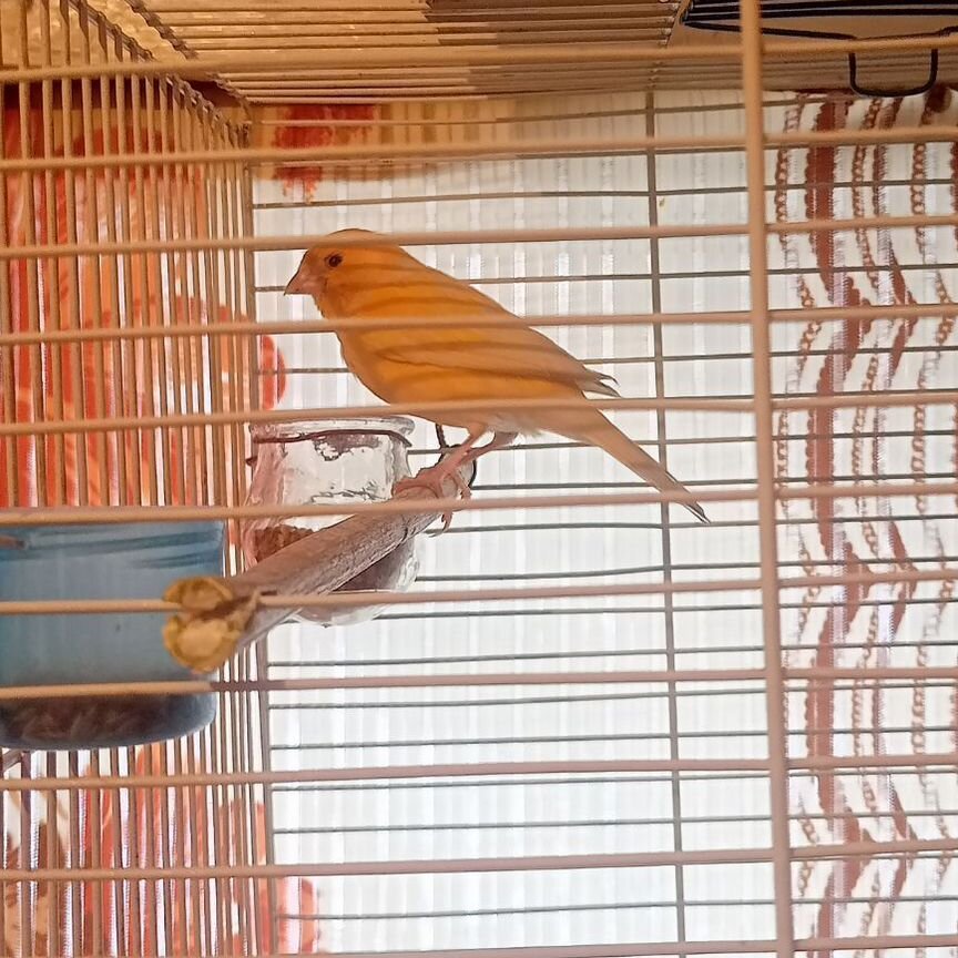 Канарейка. Самка