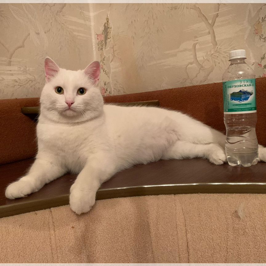 Отдам кота в добрые руки