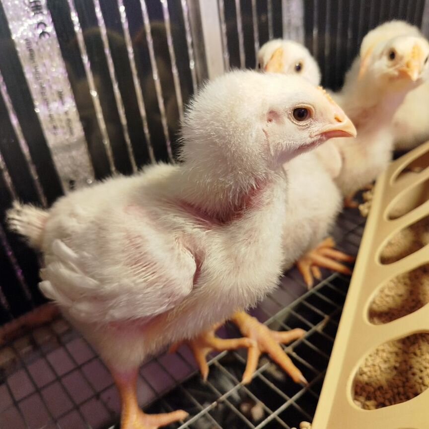 Цыплята бройлеры 10 суток