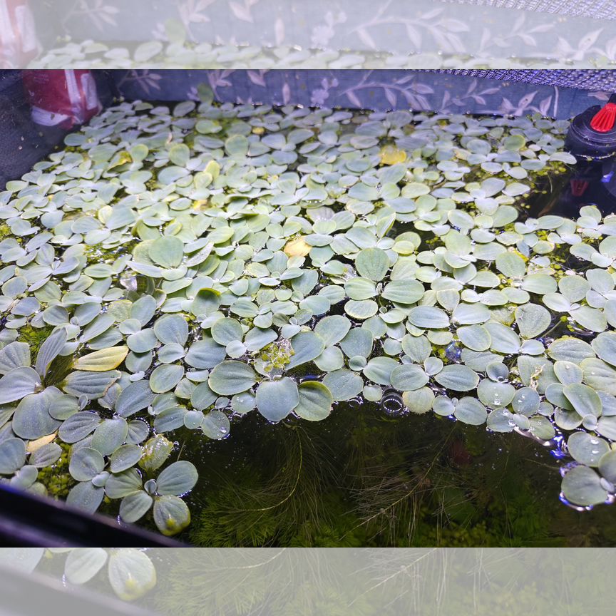 Набор пистия   лимнофила сидячецветковая