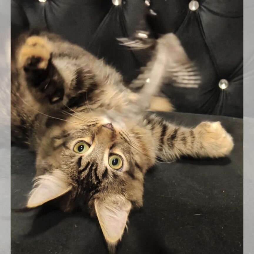 Мейн-кун котёнок