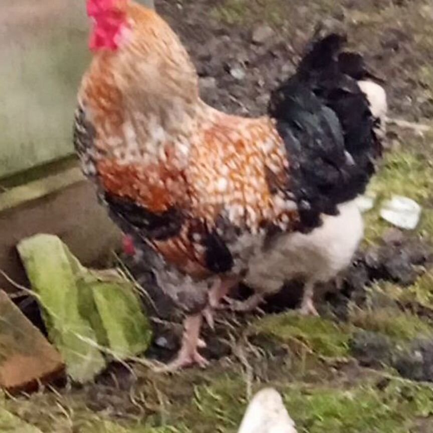 Красивый петух