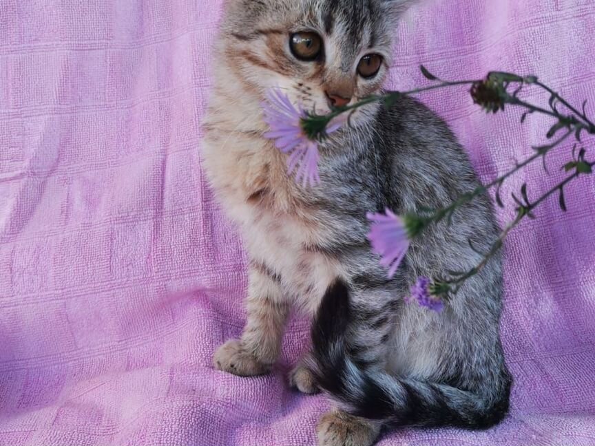Кошка