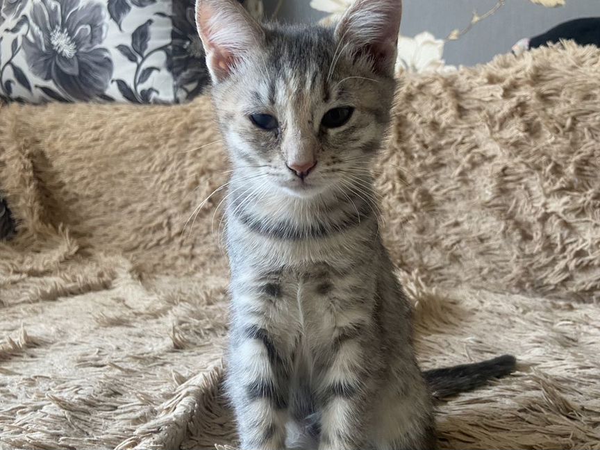 Отдаем котят в добрые руки