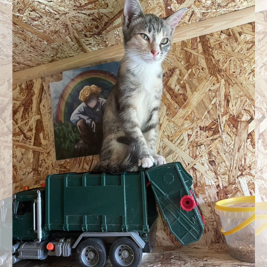 Котенок в добрые руки