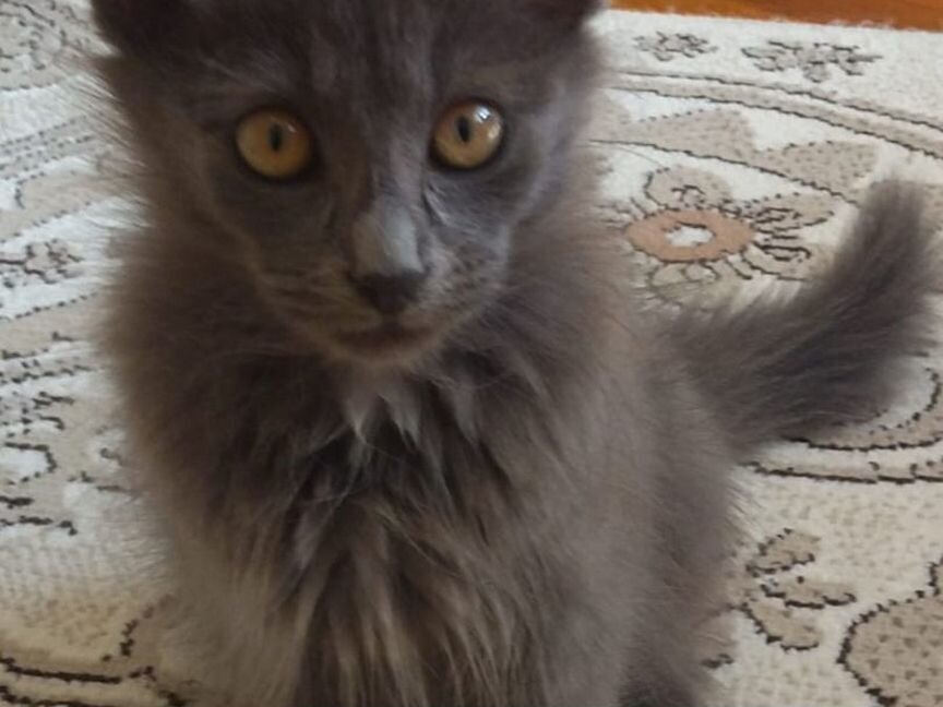 Котик Тихон и кошечка Таисия