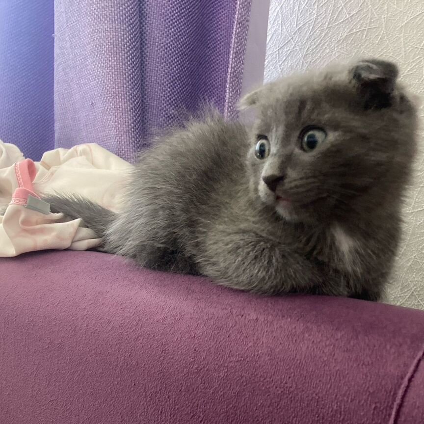 Шотландский вислоухий короткошёрстный котёнок