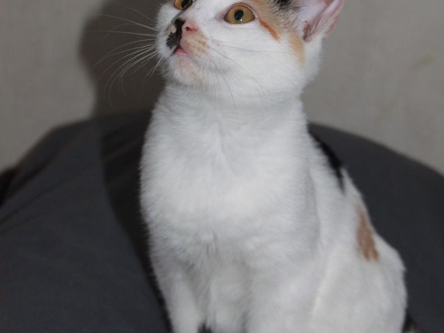 Котенок девочка