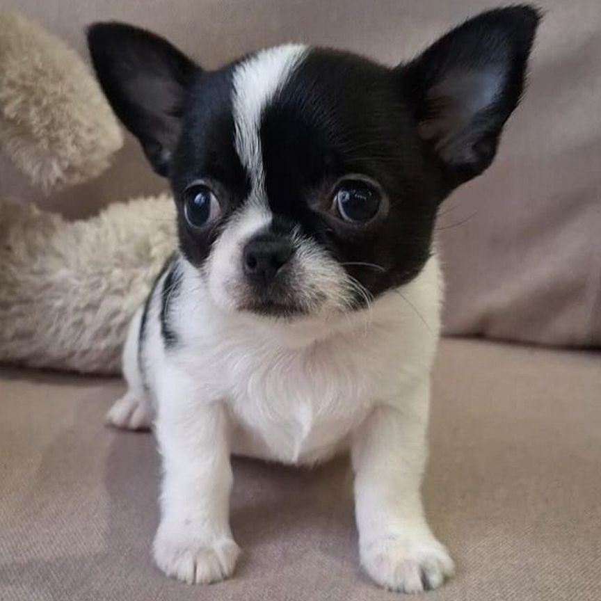 Чихуахуа мальчик бело черный окрас