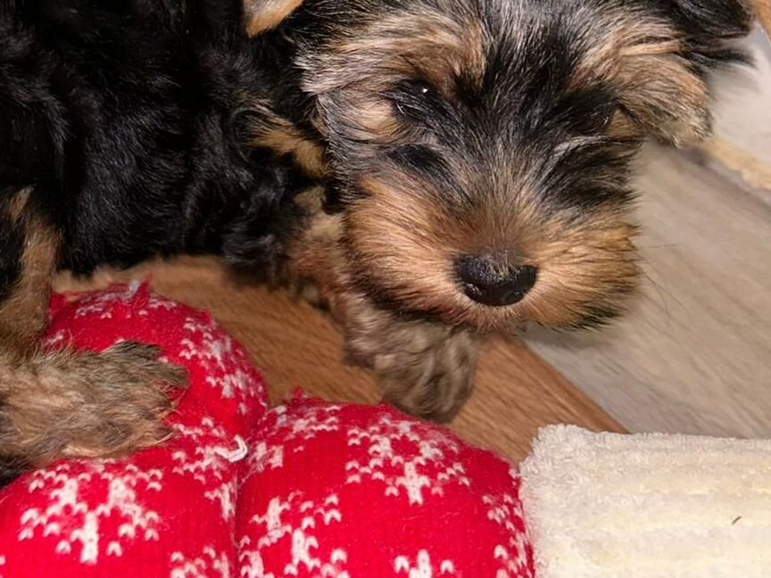 Йоркширский терьер щенки девочки