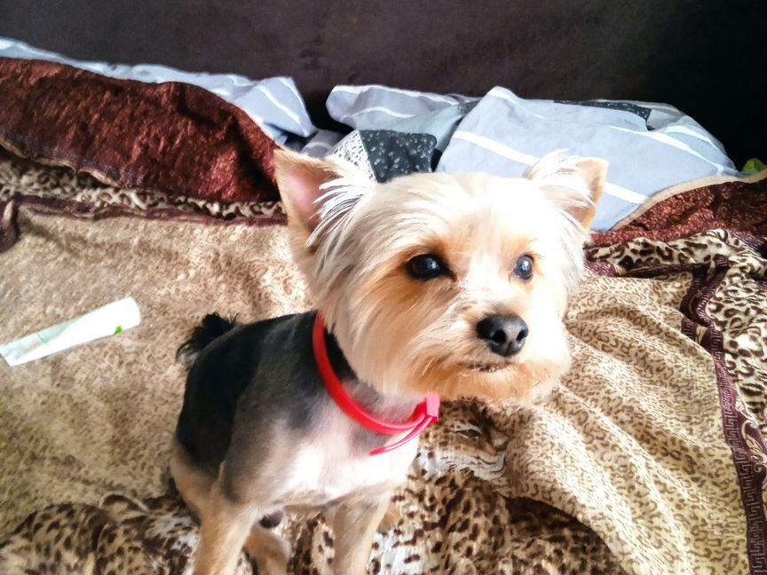 Йоркширский терьер вязка мальчик