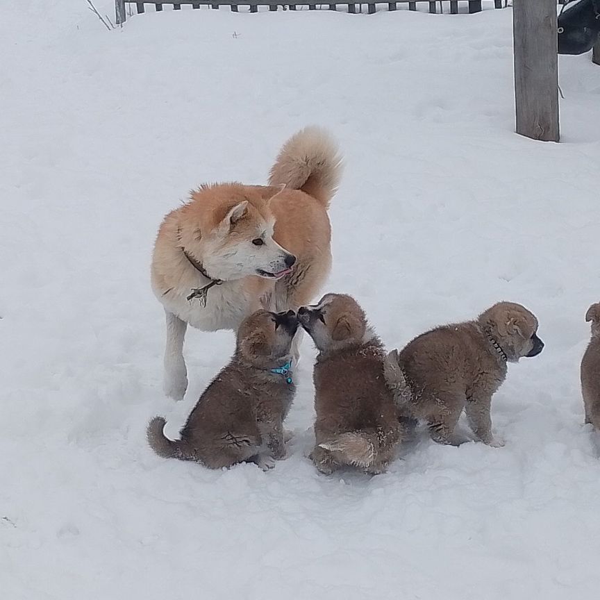 Щенки Акита-ину