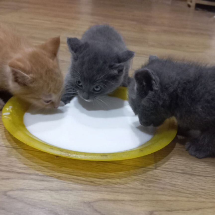 Котята