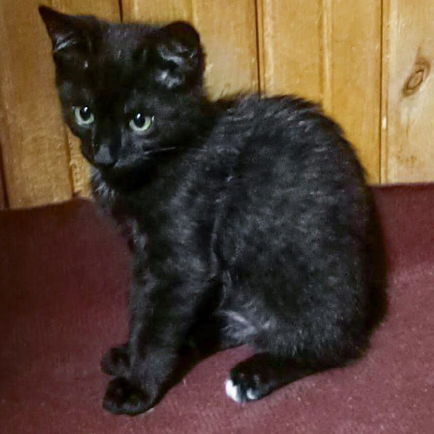 Чудесная черная малышка с белой лапкой ищет дом